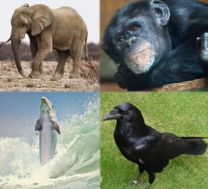 What is the smartest animal in the world - AboutAnimalsLife